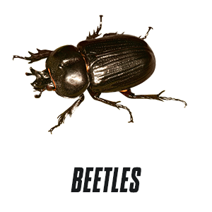 Beetles - Arab Pest Control