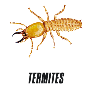 Termites - Arab Pest Control
